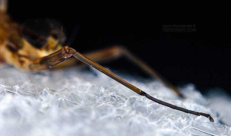 Male Epeorus (Little Maryatt) Mayfly Dun Pictures