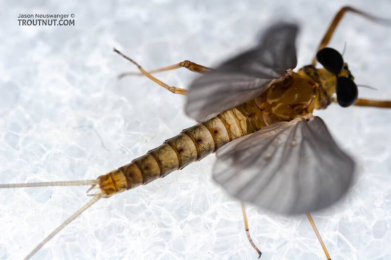 Male Epeorus (Little Maryatt) Mayfly Dun Pictures