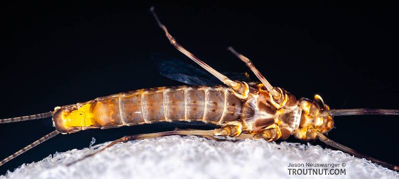 Female Stenonema pudicum Mayfly Spinner Pictures