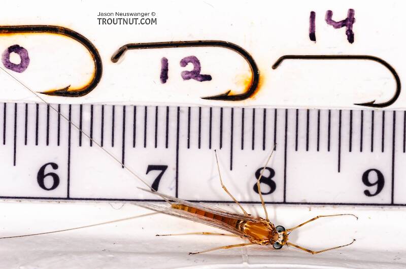 Female Epeorus vitreus (Sulphur) Mayfly Spinner Pictures