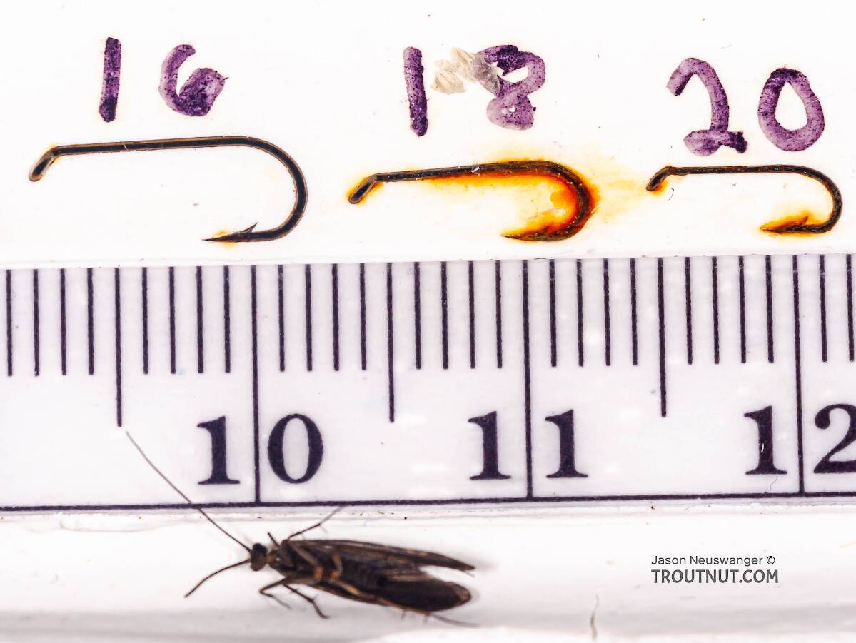 Male Dolophilodes distincta (Tiny Black Gold Speckled-Winged Caddis ...