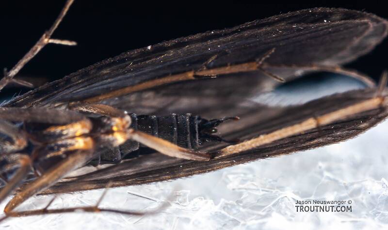 Male Dolophilodes distincta (Tiny Black Gold Speckled-Winged Caddis ...