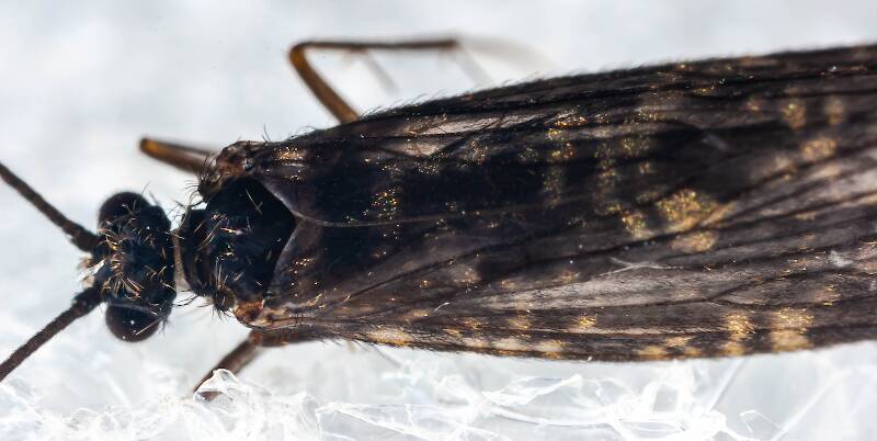 Male Dolophilodes distincta (Tiny Black Gold Speckled-Winged Caddis ...