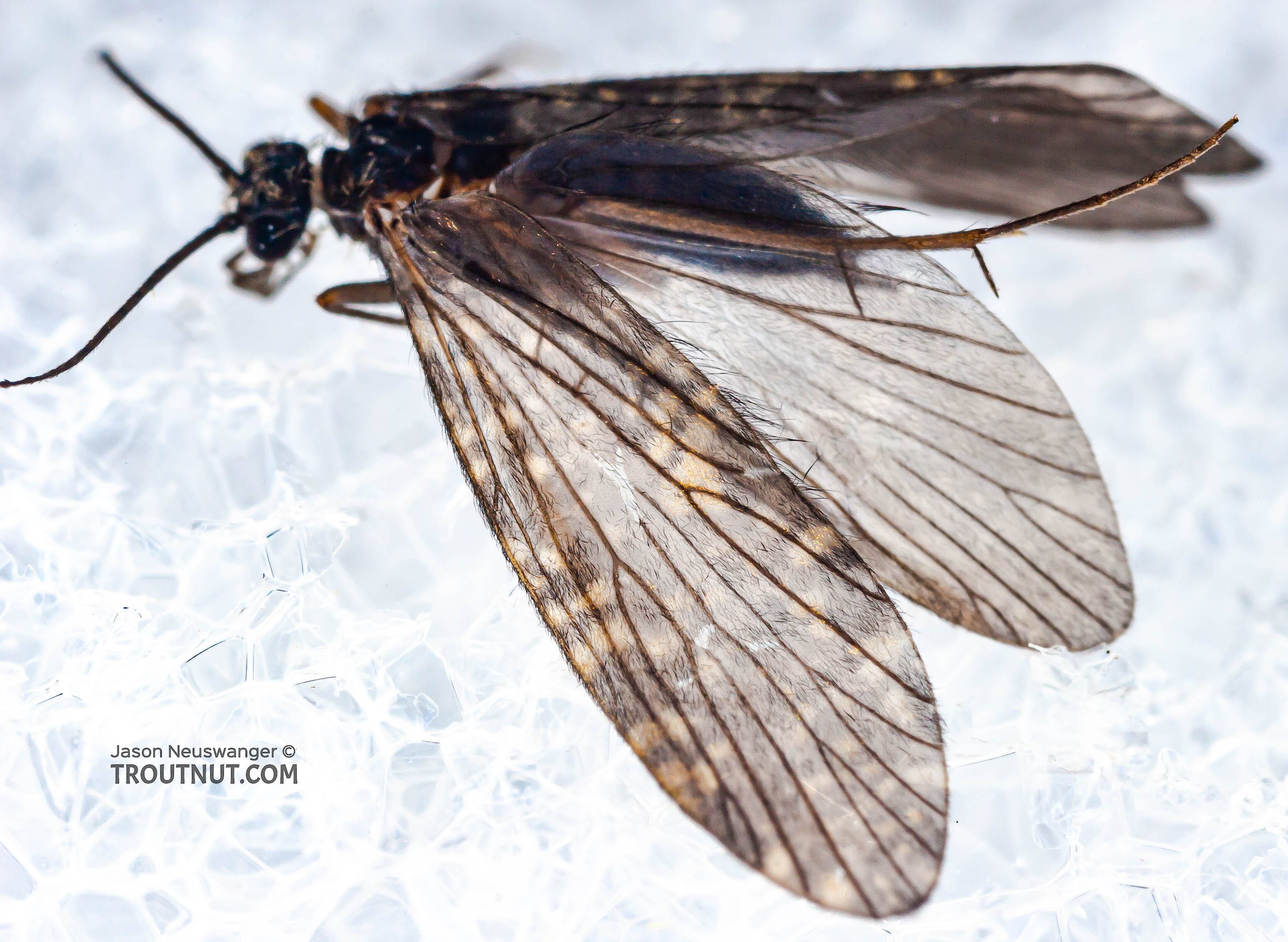 Male Dolophilodes distincta (Tiny Black Gold Speckled-Winged Caddis ...