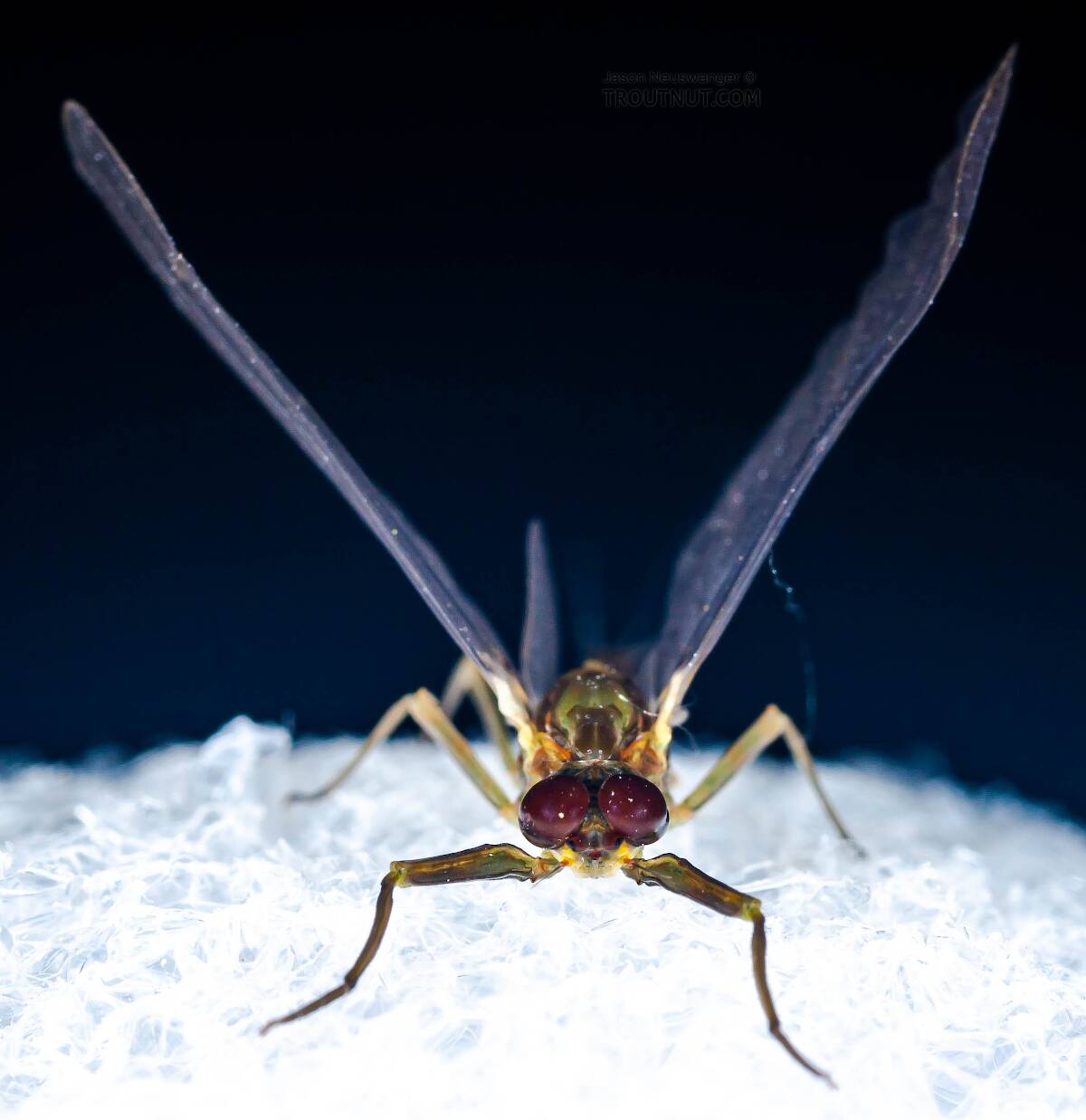 Male Drunella cornuta (Large Blue-Winged Olive) Mayfly Dun Pictures