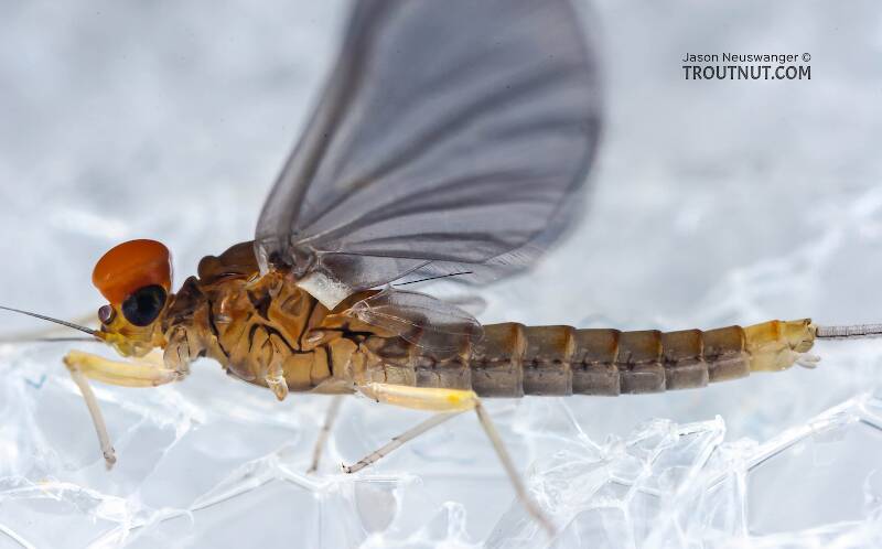 Male Baetidae (Blue-Winged Olive) Mayfly Dun Pictures