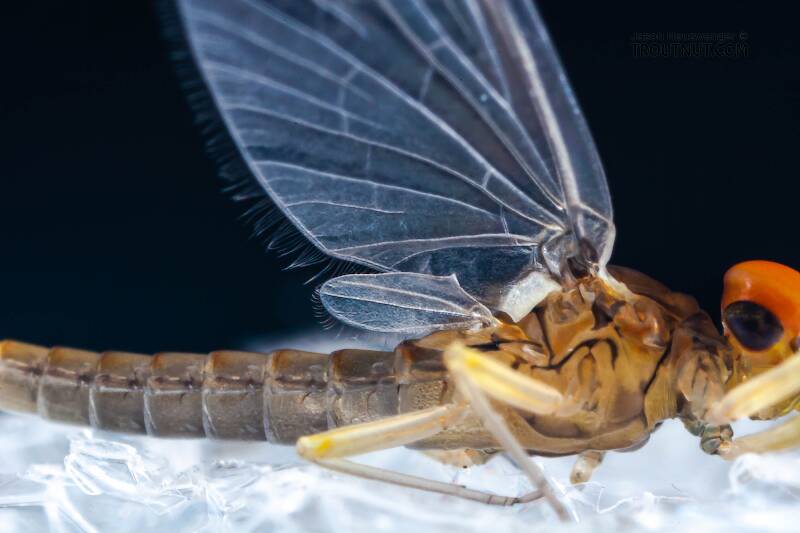Male Baetidae (Blue-Winged Olive) Mayfly Dun Pictures