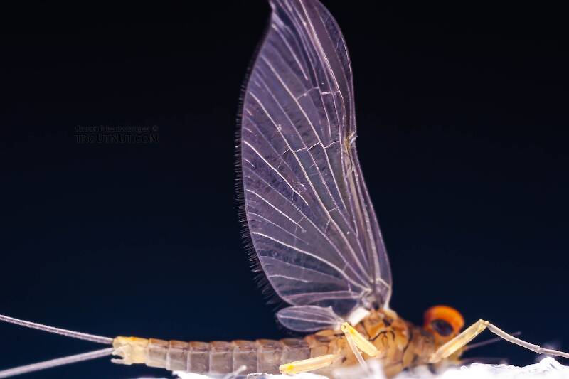 Male Baetidae (Blue-Winged Olive) Mayfly Dun Pictures