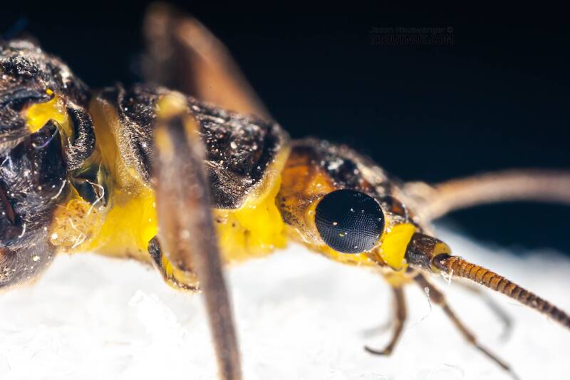 Male Paragnetina immarginata (Beautiful Stonefly) Stonefly Adult Pictures