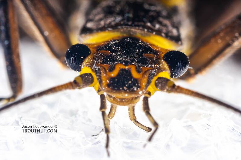 Male Paragnetina immarginata (Beautiful Stonefly) Stonefly Adult Pictures
