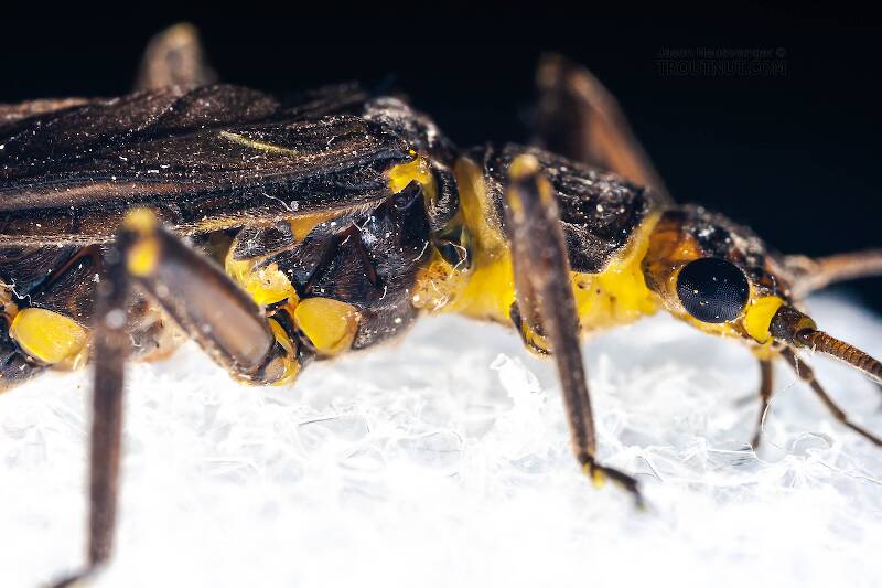 Male Paragnetina immarginata (Beautiful Stonefly) Stonefly Adult Pictures