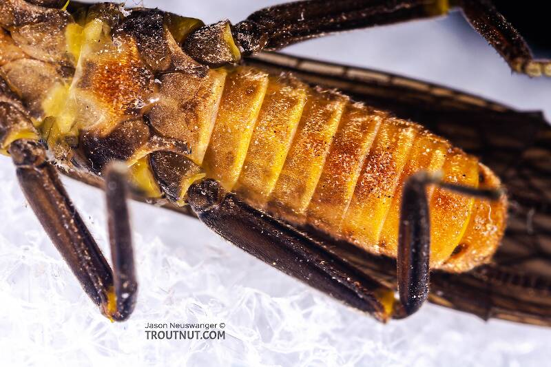 Male Paragnetina immarginata (Beautiful Stonefly) Stonefly Adult Pictures