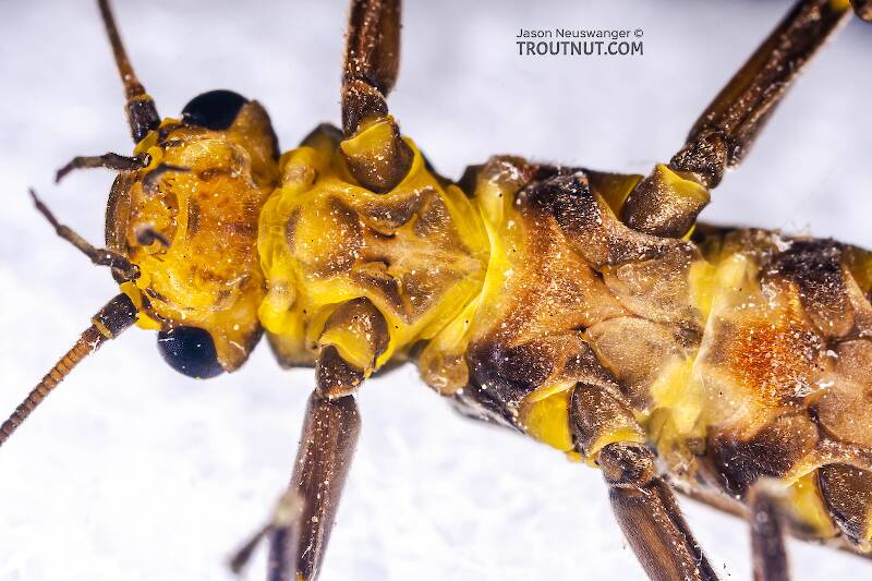 Male Paragnetina immarginata (Beautiful Stonefly) Stonefly Adult Pictures
