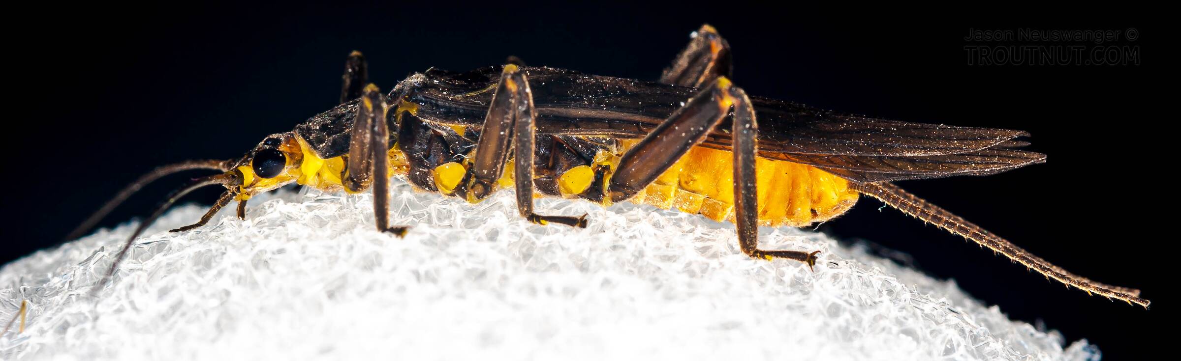 Stonefly Family Perlidae (Golden Stones)