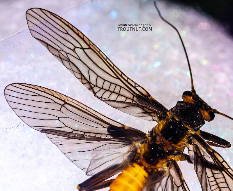 Male Paragnetina immarginata (Beautiful Stonefly) Stonefly Adult Pictures