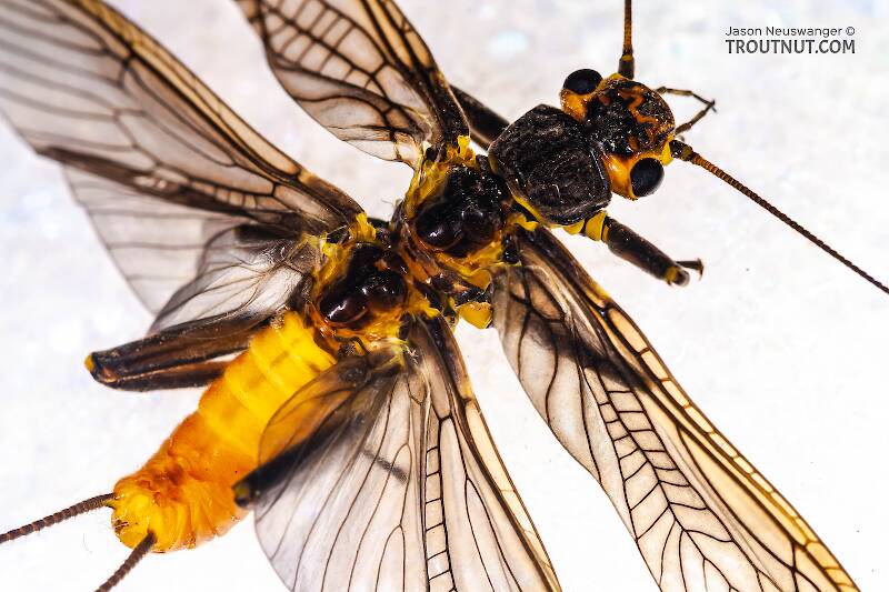 Male Paragnetina immarginata (Beautiful Stonefly) Stonefly Adult Pictures