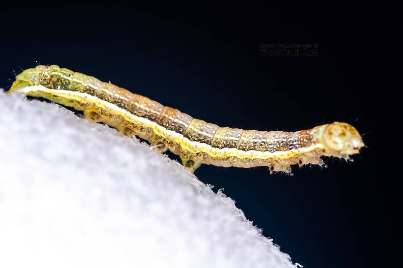 Geometridae (Inchworm) Moth Larva Pictures