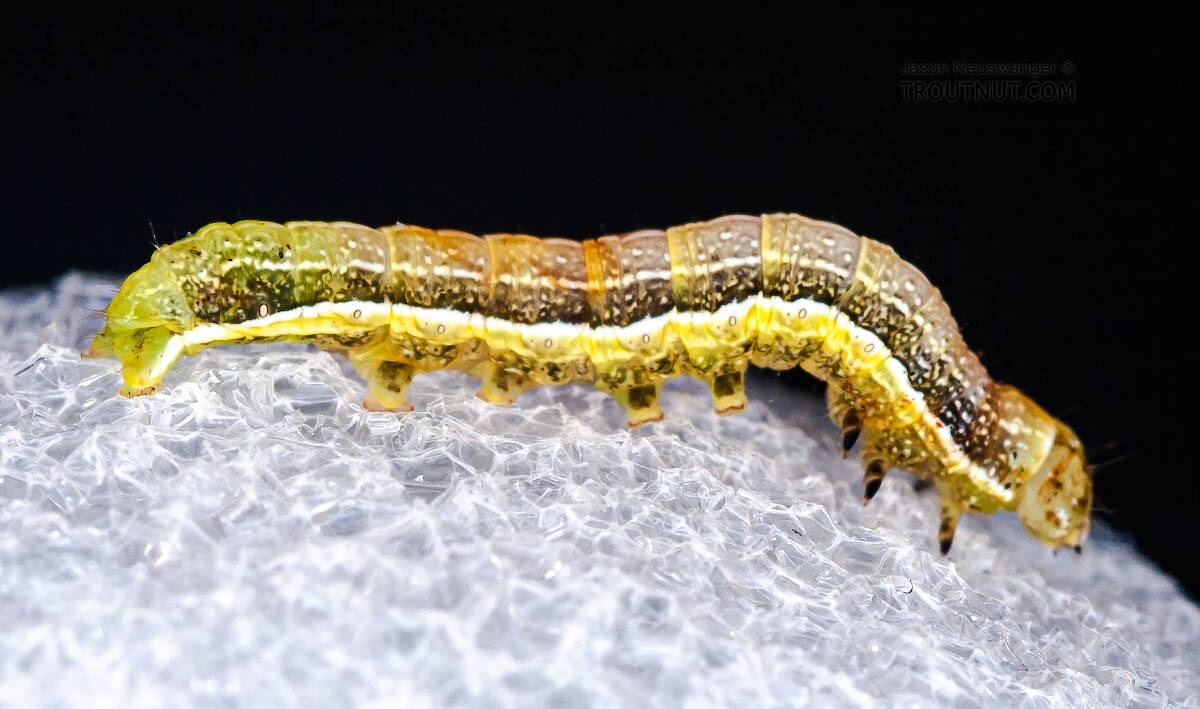 Geometridae (Inchworm) Moth Larva Pictures