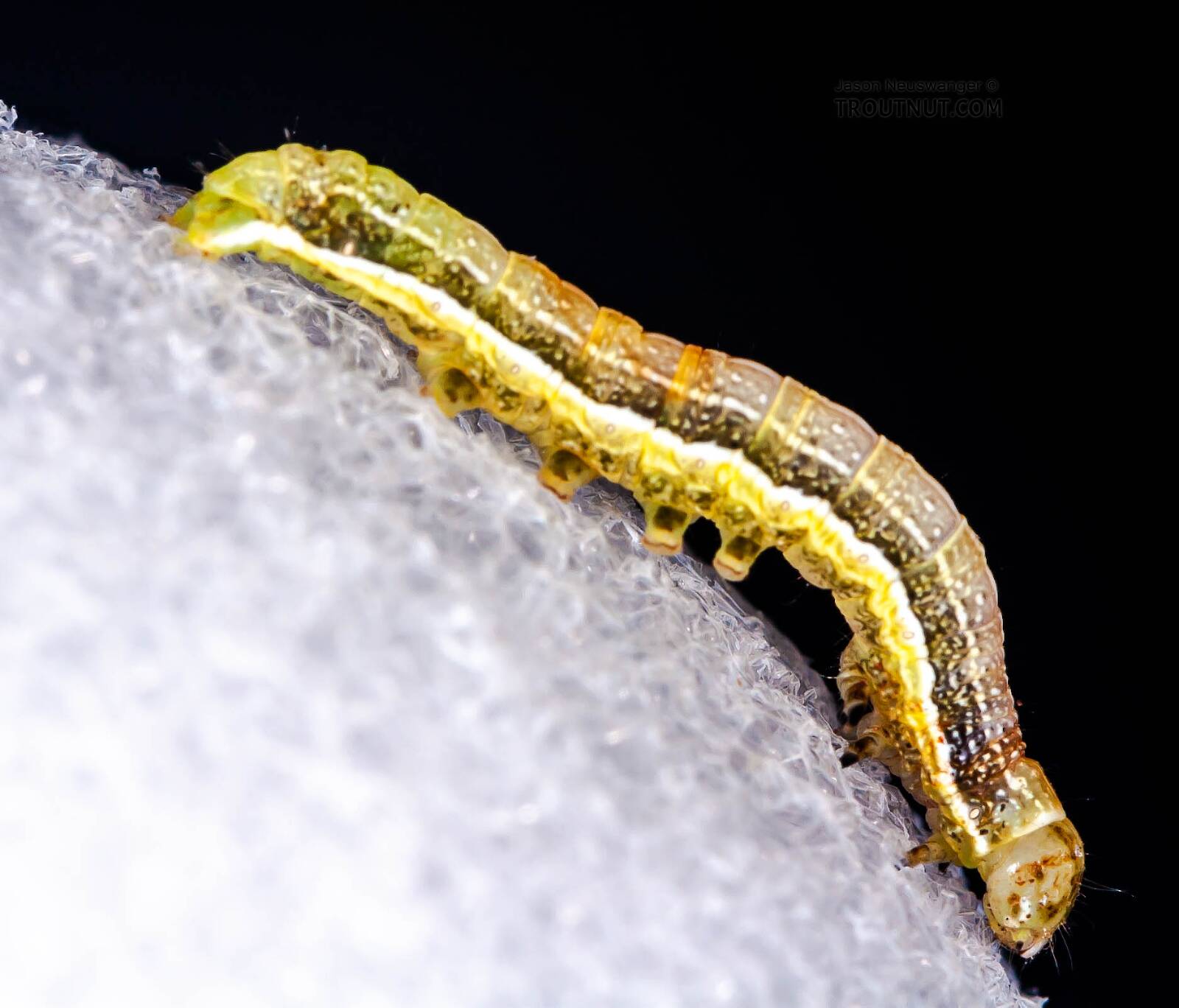 Geometridae (Inchworm) Moth Larva Pictures