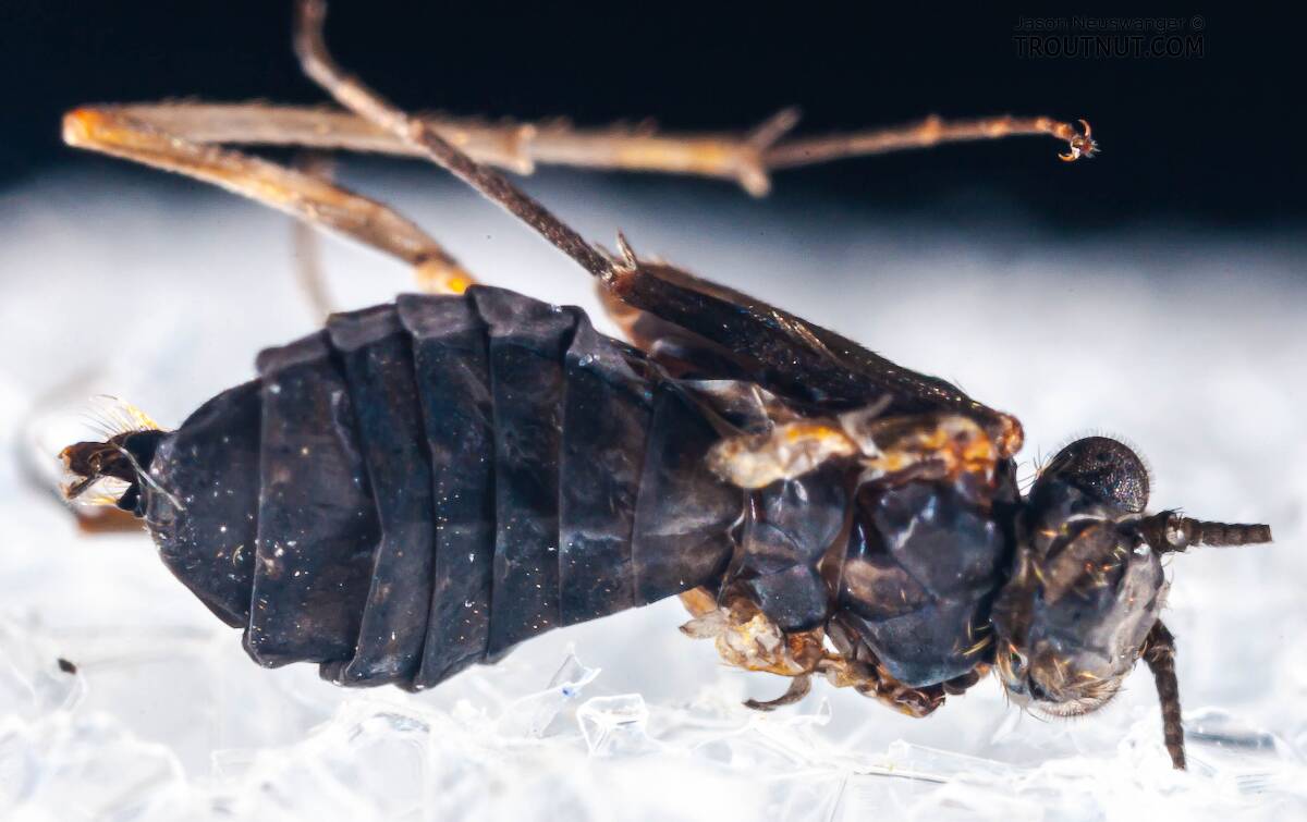 Caddisfly Species Dolophilodes distincta (Tiny Black Gold Speckled ...