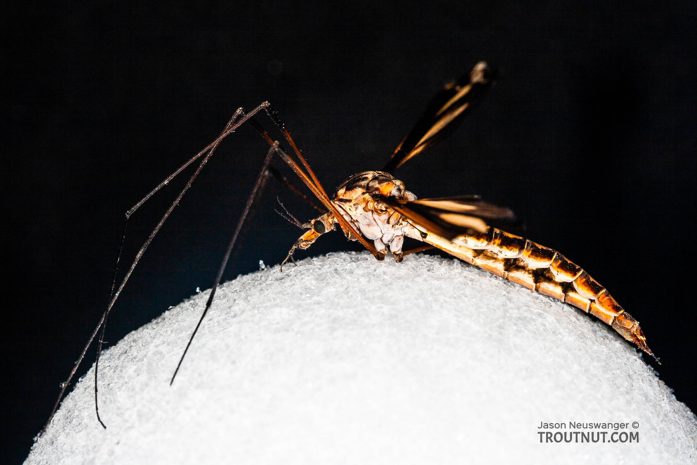 True Fly Family Tipulidae (Crane Flies)