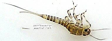 Baetidae (Blue-Winged Olive) Mayfly Nymph Pictures
