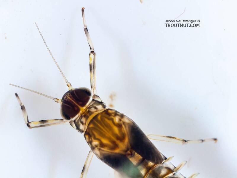 Male Baetidae (Blue-Winged Olive) Mayfly Nymph Pictures