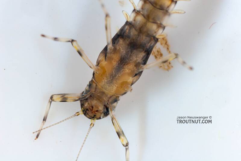 Male Baetidae (Blue-Winged Olive) Mayfly Nymph Pictures