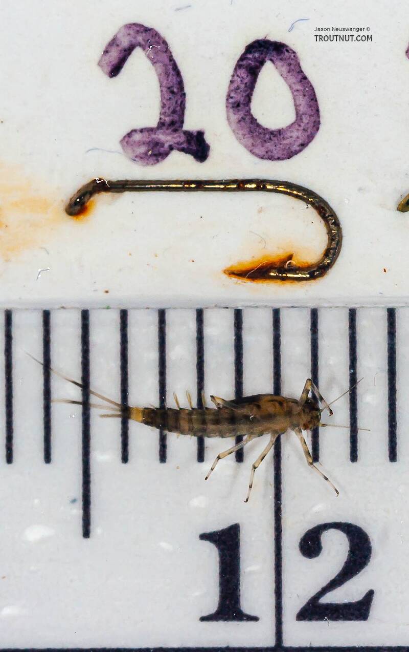 Male Baetidae (Blue-Winged Olive) Mayfly Nymph Pictures