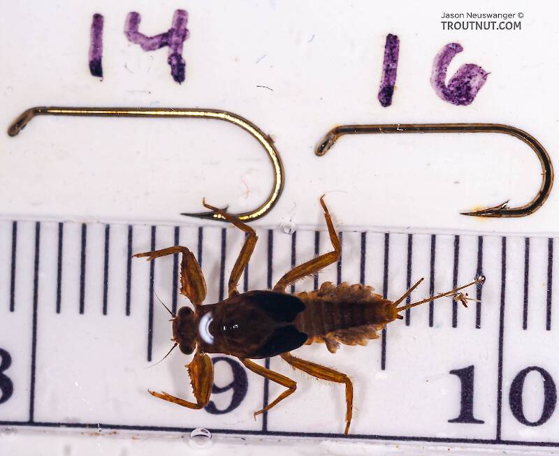 Drunella cornuta (Large Blue-Winged Olive) Mayfly Nymph Pictures