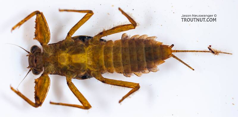 Drunella cornuta (Large Blue-Winged Olive) Mayfly Nymph Pictures