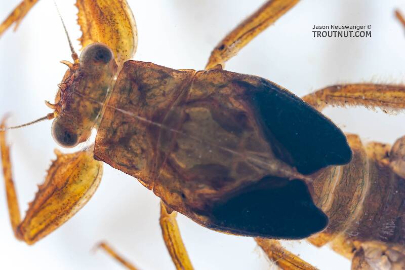 Drunella cornuta (Large Blue-Winged Olive) Mayfly Nymph Pictures