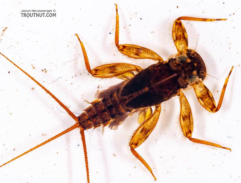 Stenonema ithaca (Light Cahill) Mayfly Nymph Pictures