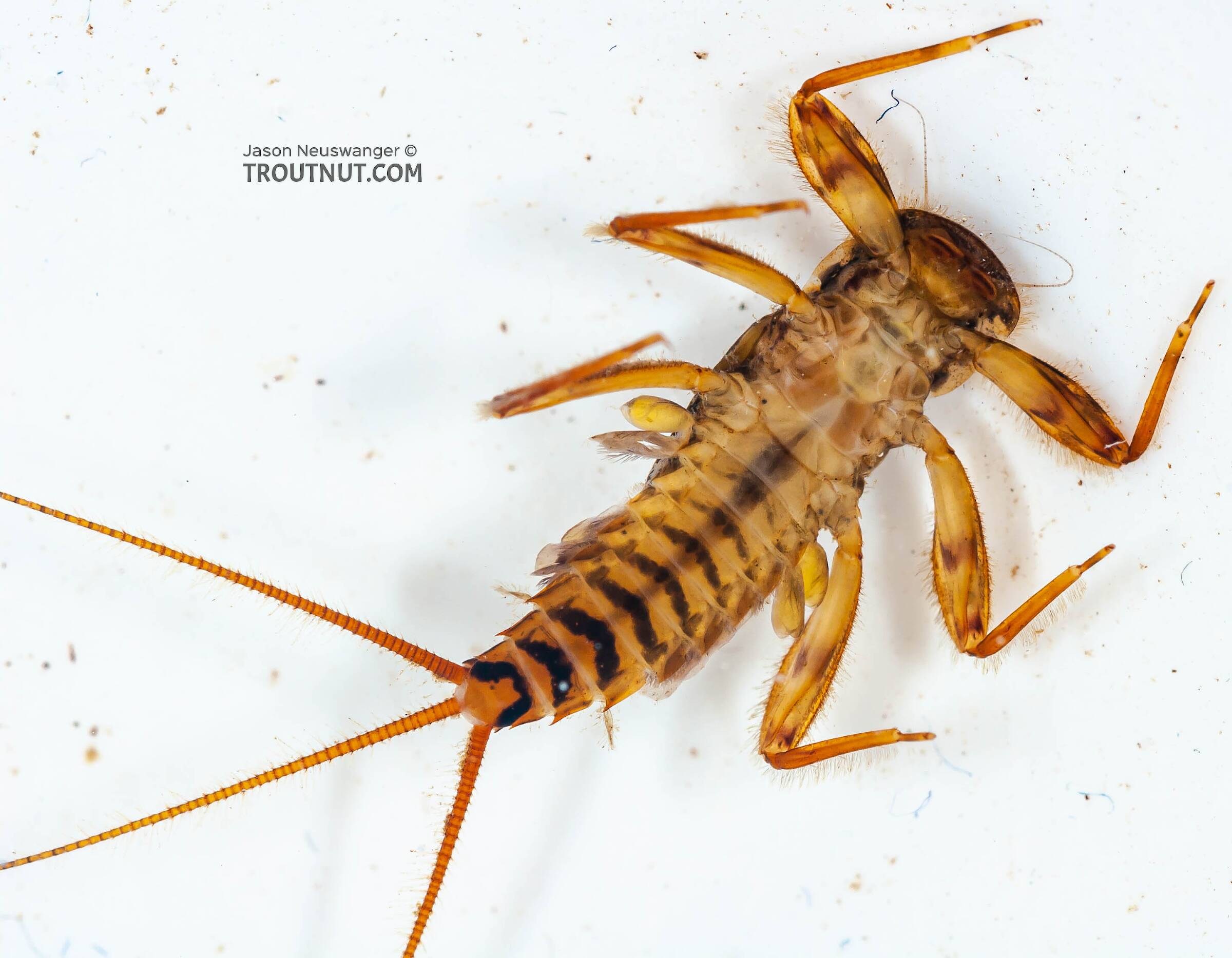 Stenonema ithaca (Light Cahill) Mayfly Nymph Pictures