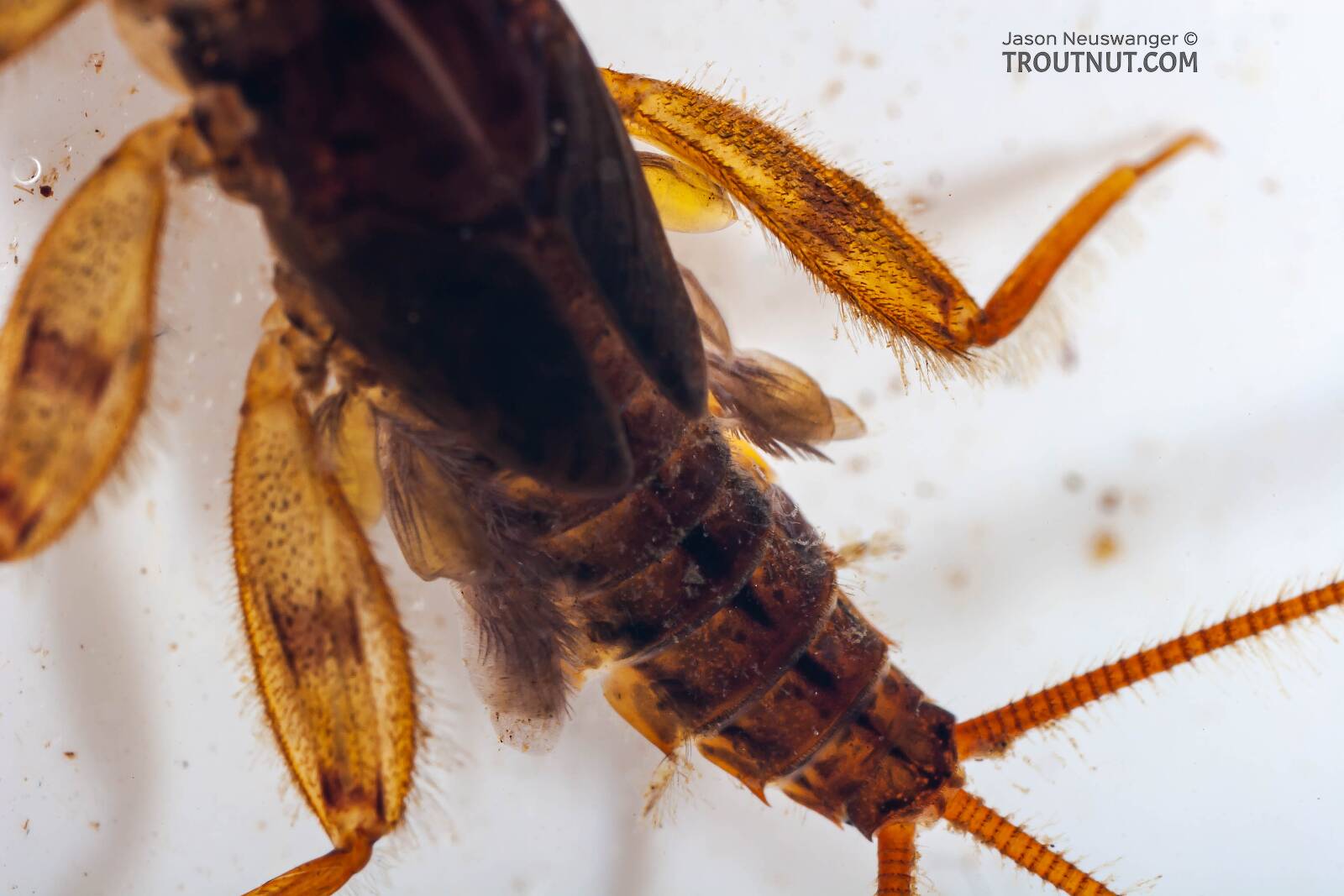 Stenonema ithaca (Light Cahill) Mayfly Nymph Pictures