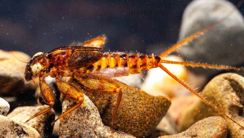 Stenonema ithaca (Light Cahill) Mayfly Nymph Pictures