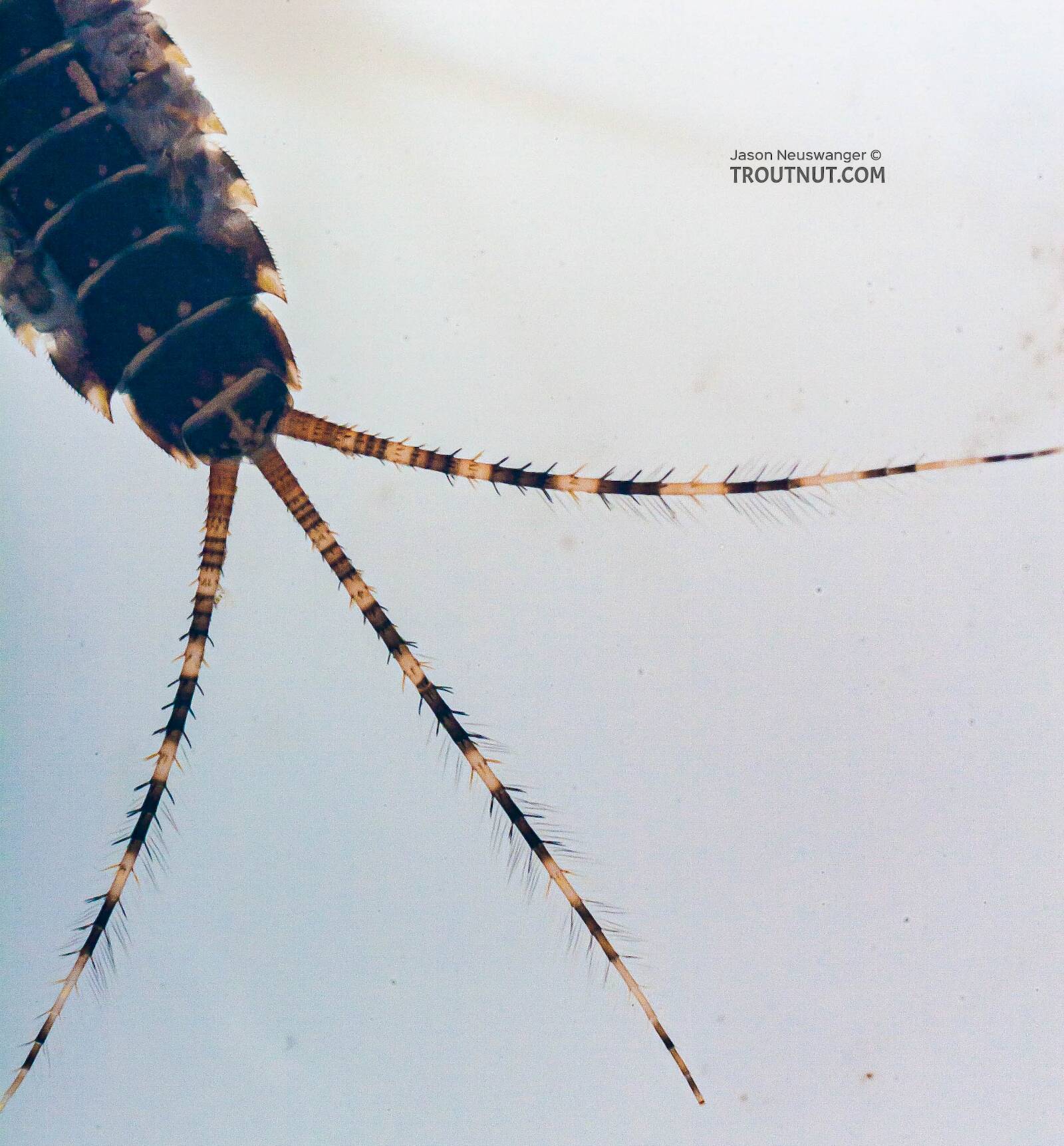 Ephemerella dorothea dorothea (Pale Evening Dun) Mayfly Nymph Pictures
