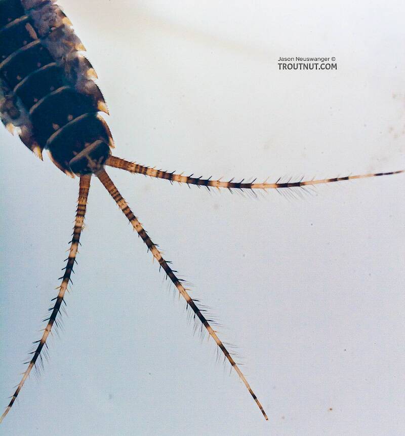 Ephemerella dorothea dorothea (Pale Evening Dun) Mayfly Nymph Pictures