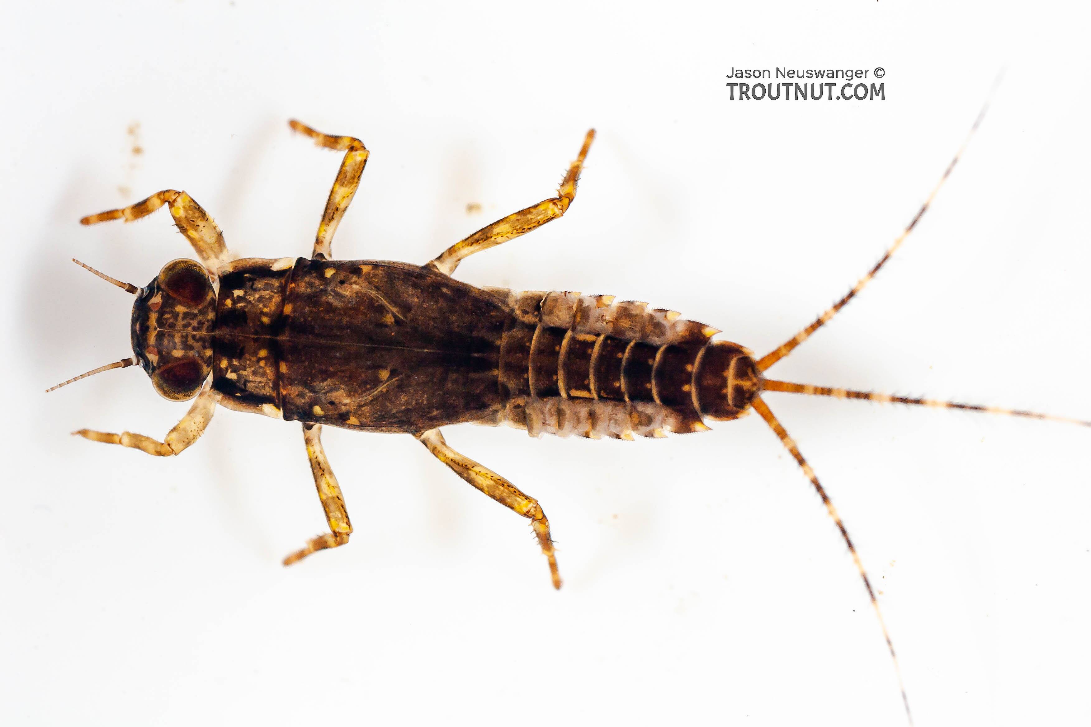 Mayfly Species Ephemerella dorothea dorothea (Pale Evening Duns)