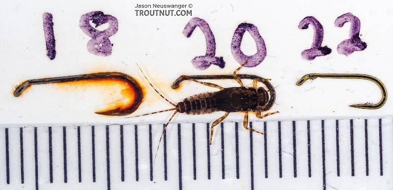 Ephemerella dorothea dorothea (Pale Evening Dun) Mayfly Nymph Pictures