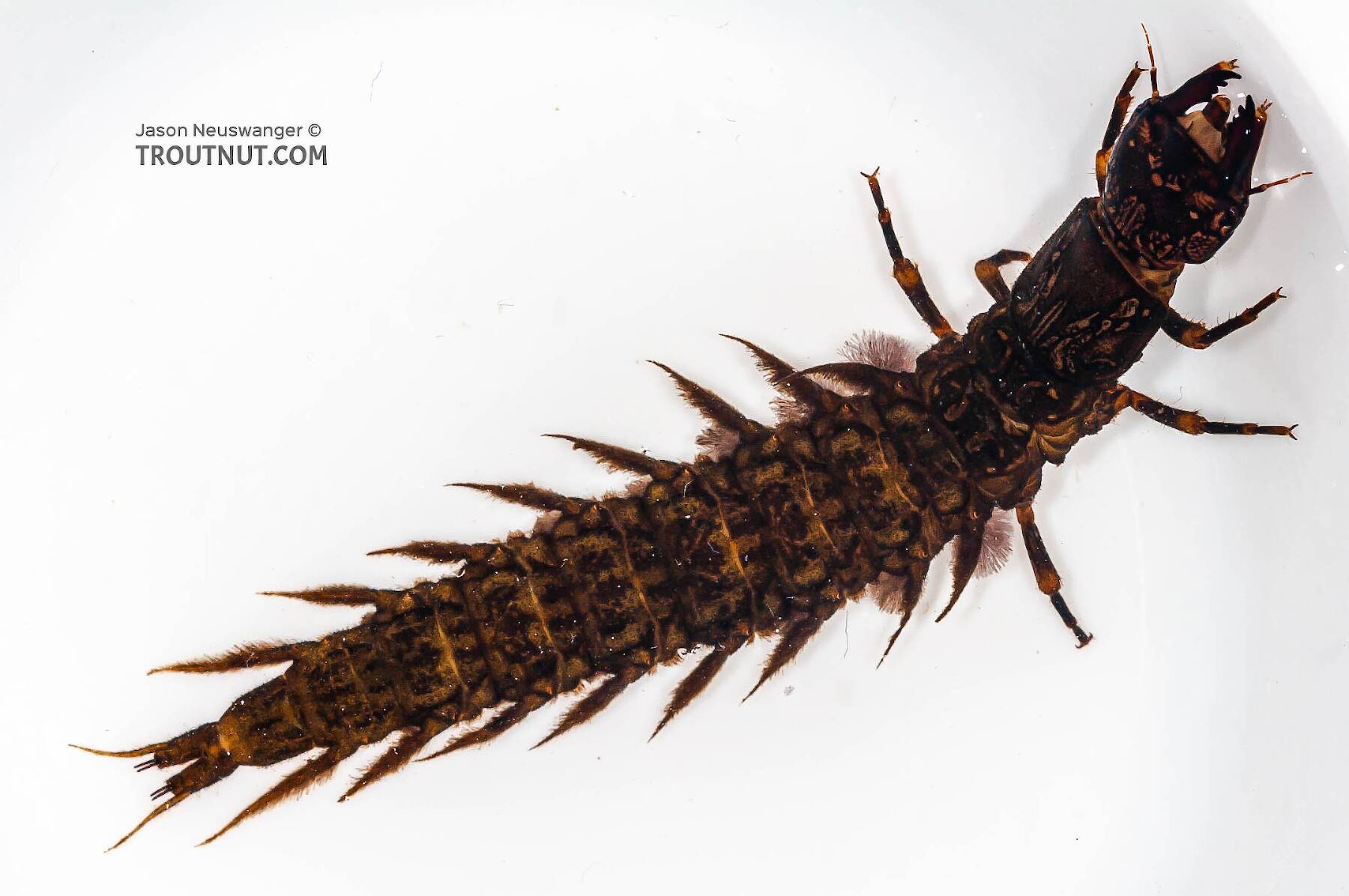 Corydalus (Dobsonfly) Hellgrammite Larva Pictures