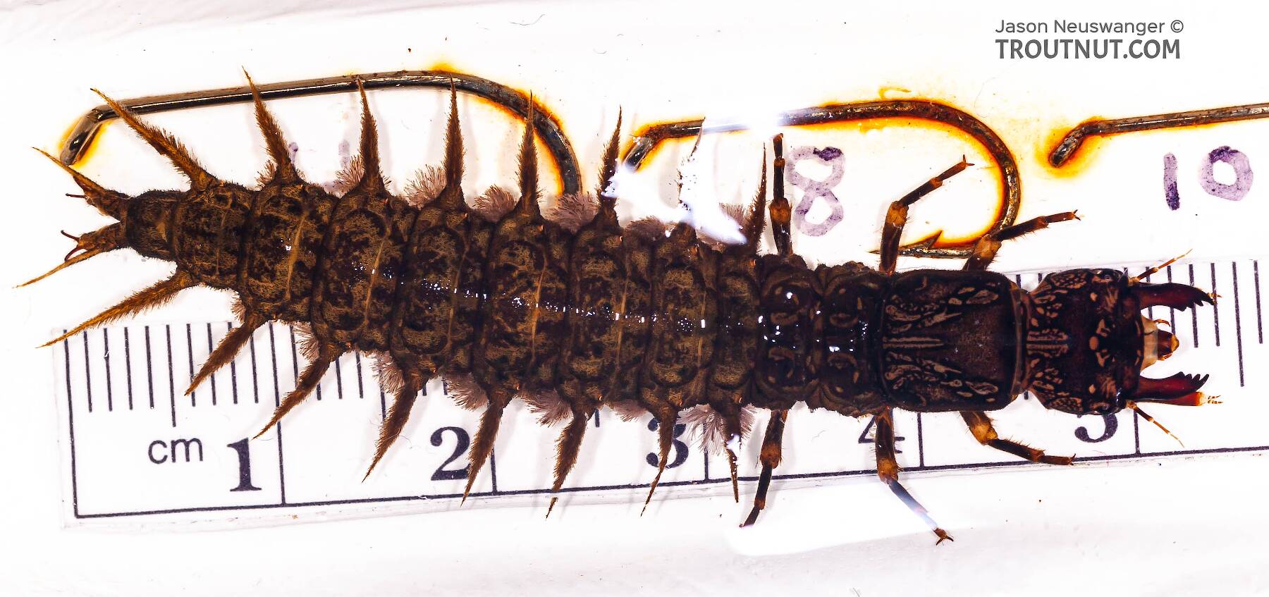 Corydalus (Dobsonfly) Hellgrammite Larva Pictures