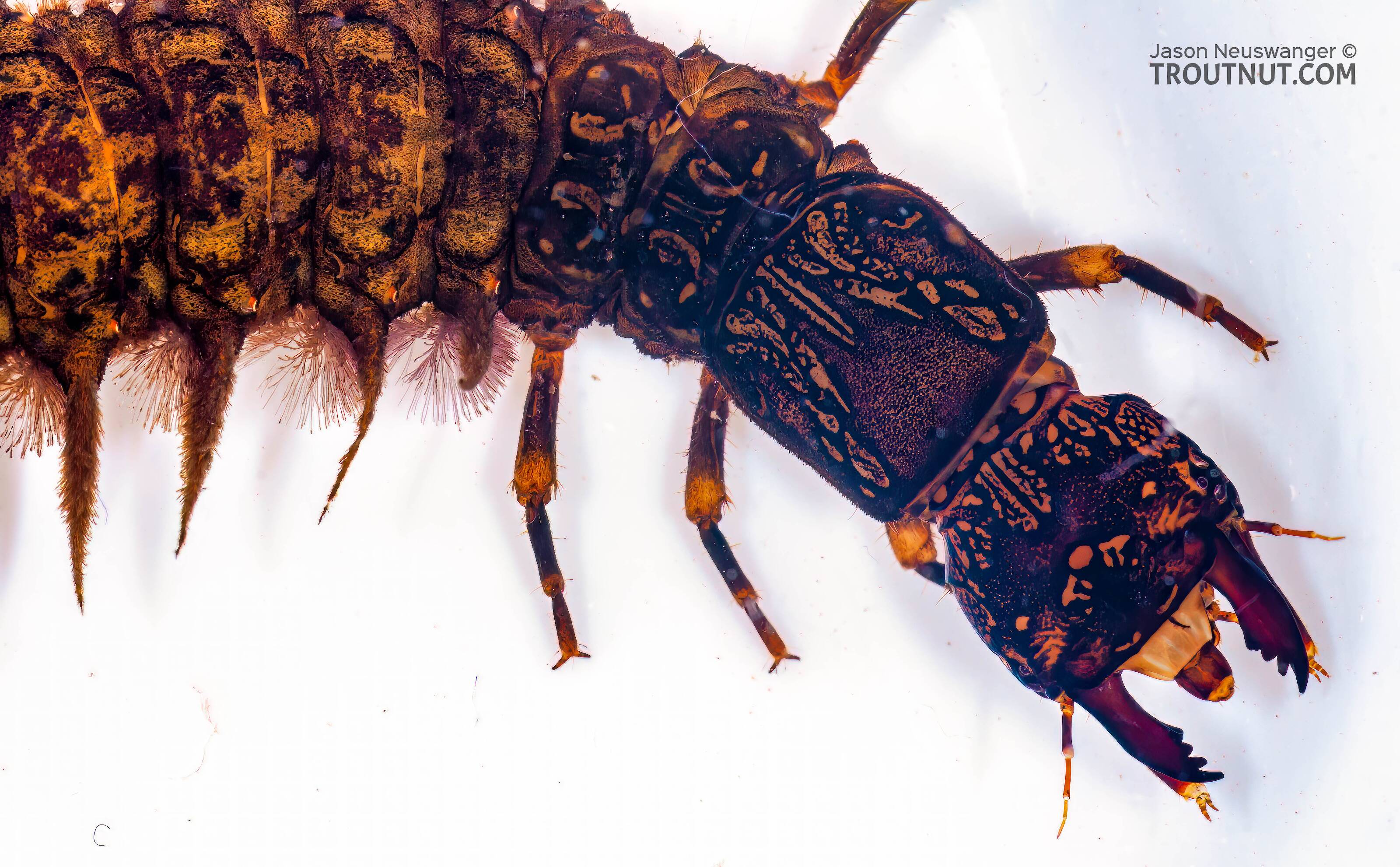 Corydalus (Dobsonfly) Hellgrammite Larva Pictures
