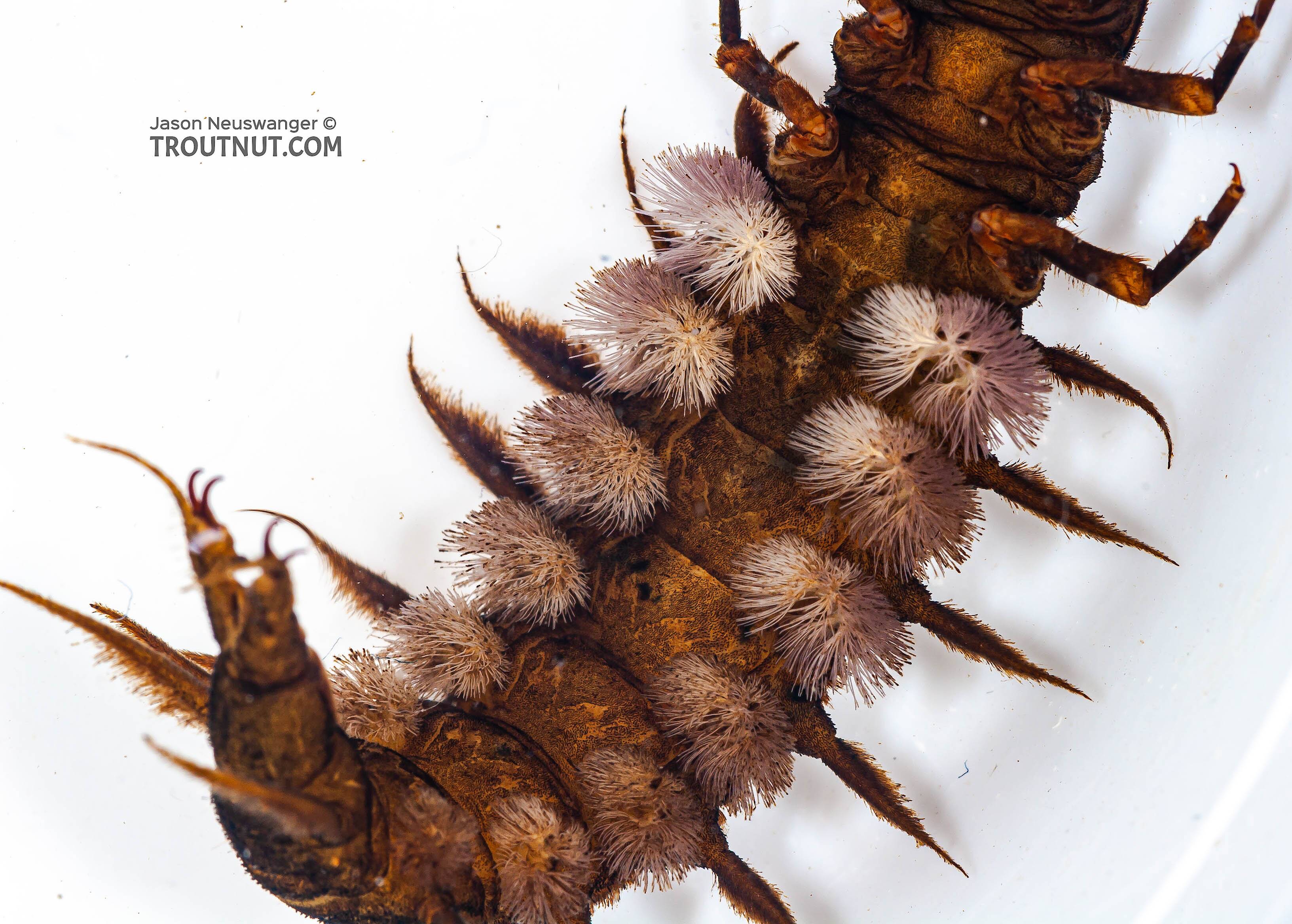 Corydalus (Dobsonfly) Hellgrammite Larva Pictures