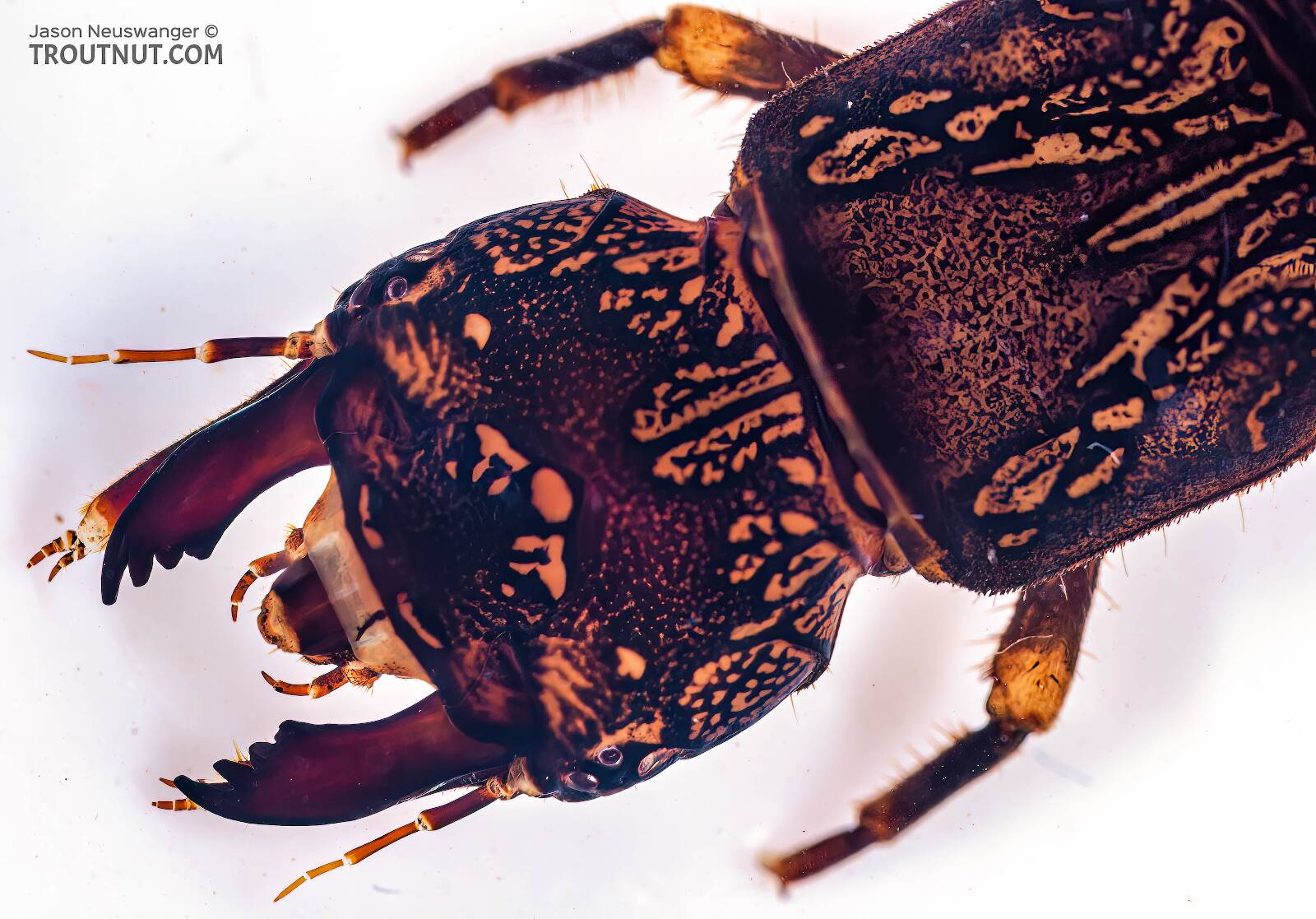 Corydalus (Dobsonfly) Hellgrammite Larva Pictures