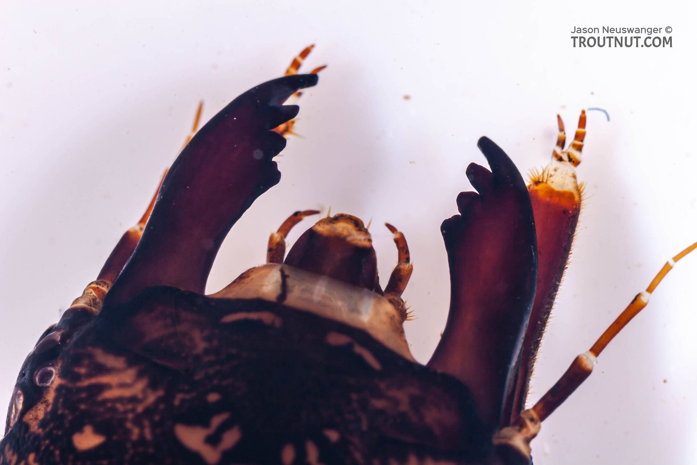 Corydalus (Dobsonfly) Hellgrammite Larva Pictures