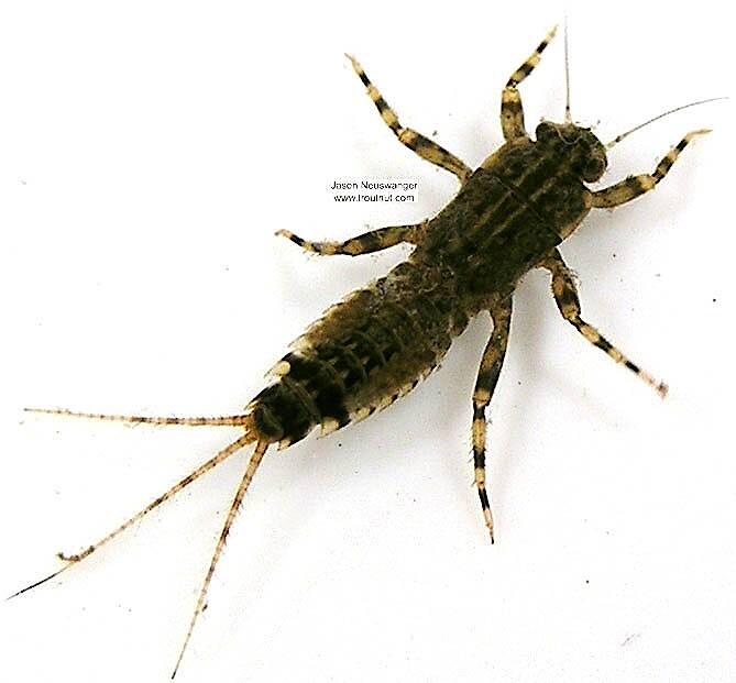 Ephemerella aurivillii Mayfly Nymph Pictures