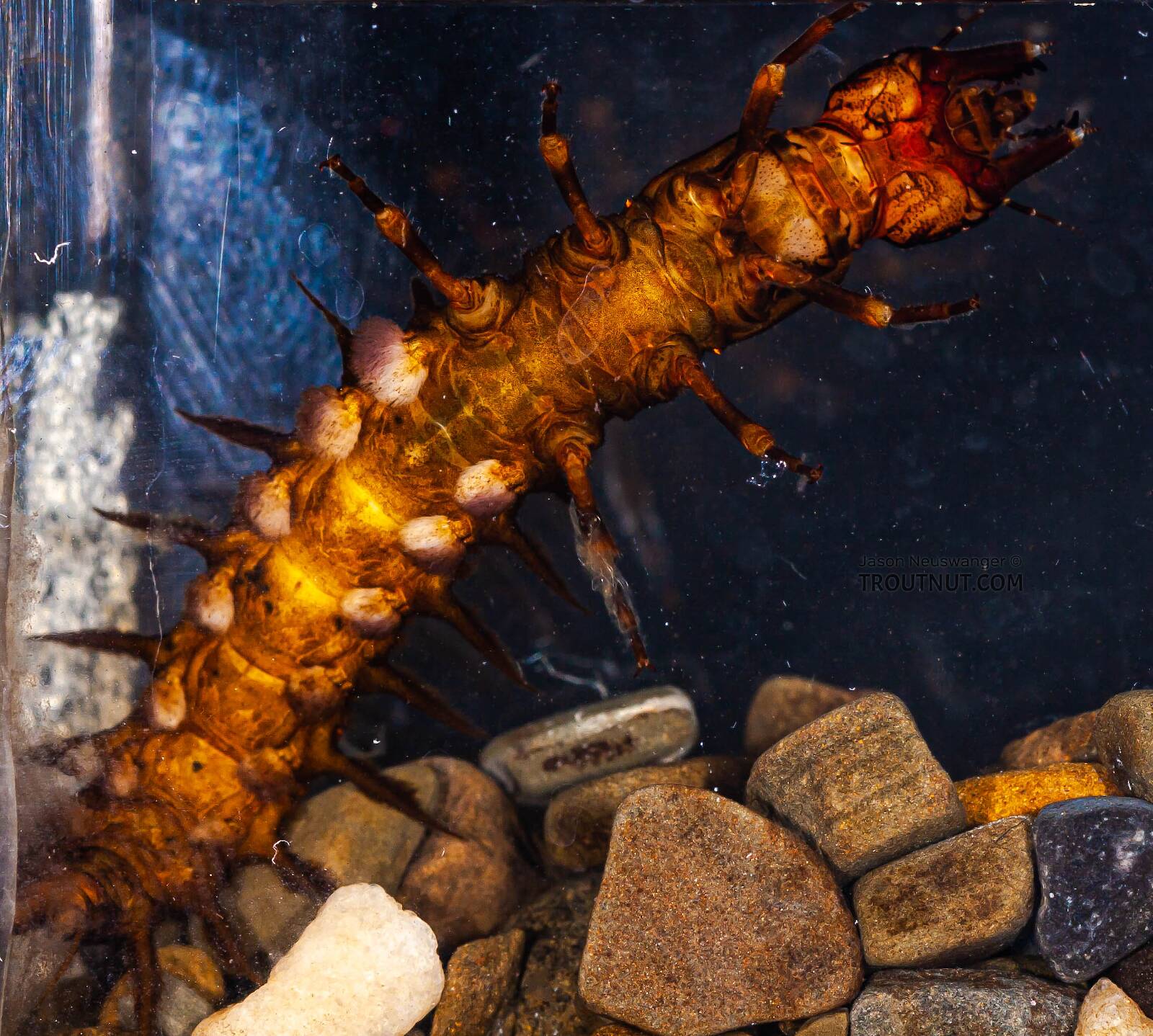 Corydalus (Dobsonfly) Hellgrammite Larva Pictures