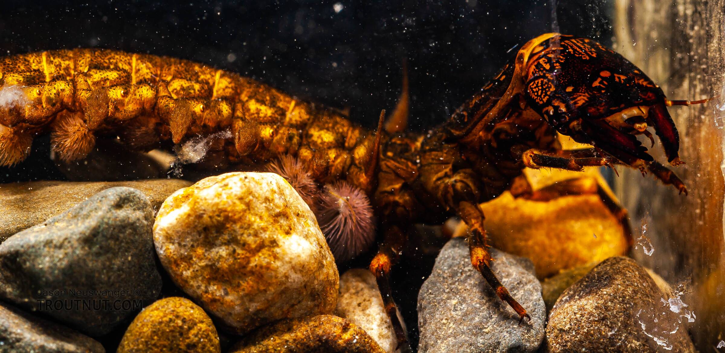 Corydalus (Dobsonfly) Hellgrammite Larva Pictures