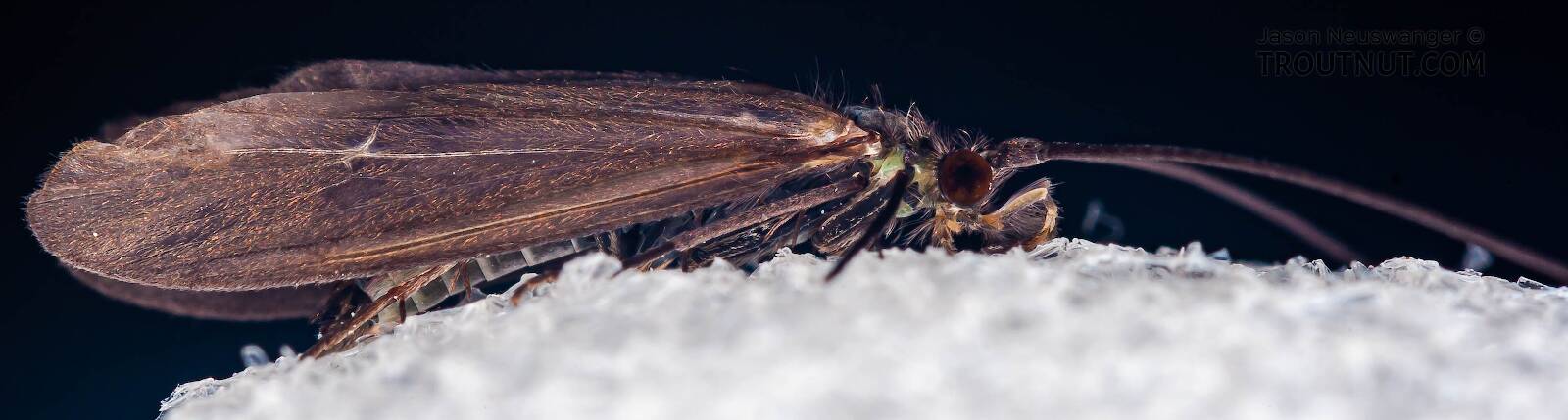 Male Psilotreta labida (Dark Blue Sedge) Caddisfly Adult Pictures